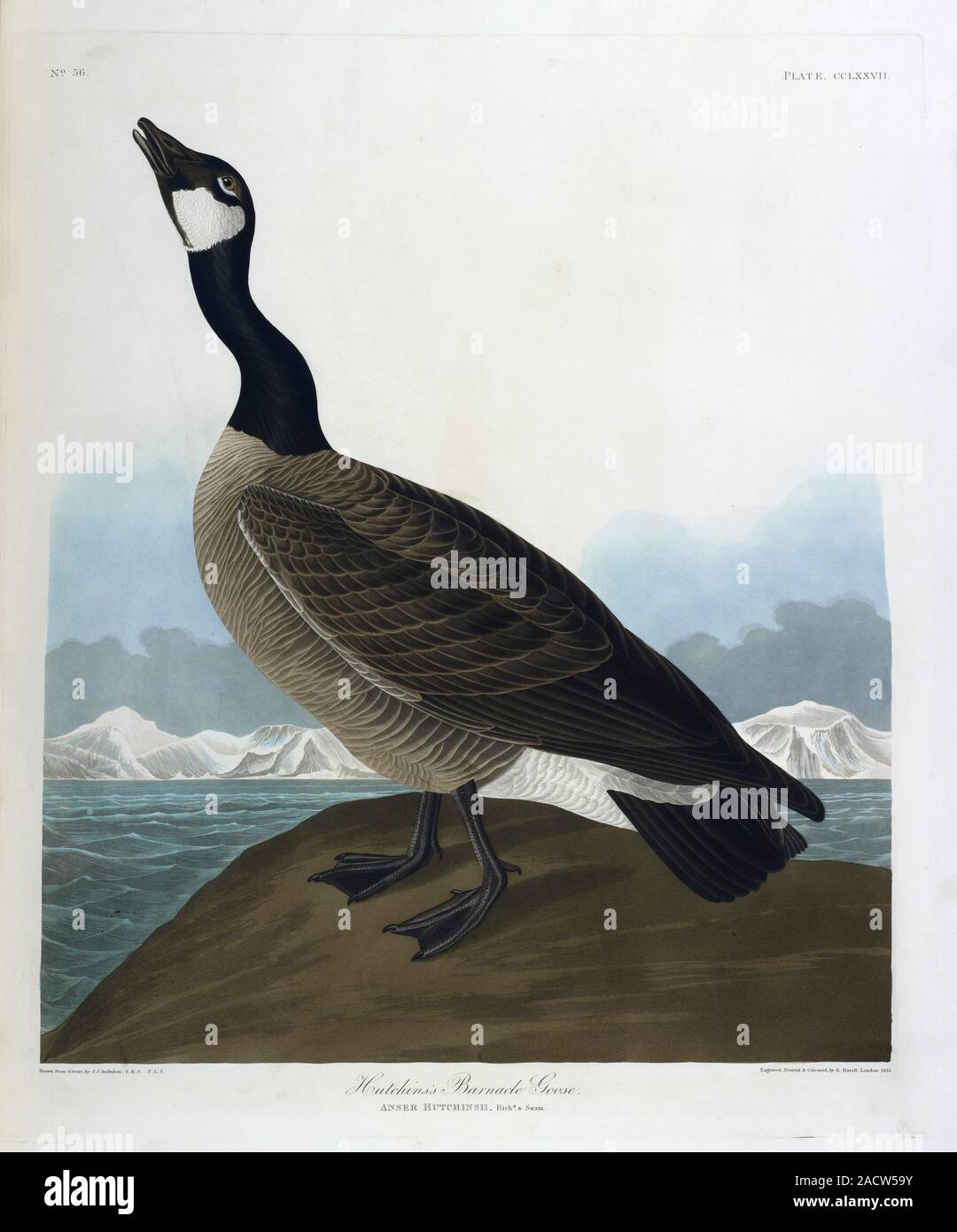 Hutchins's barnacle goose, One bird, Colour illustration drawn by ...