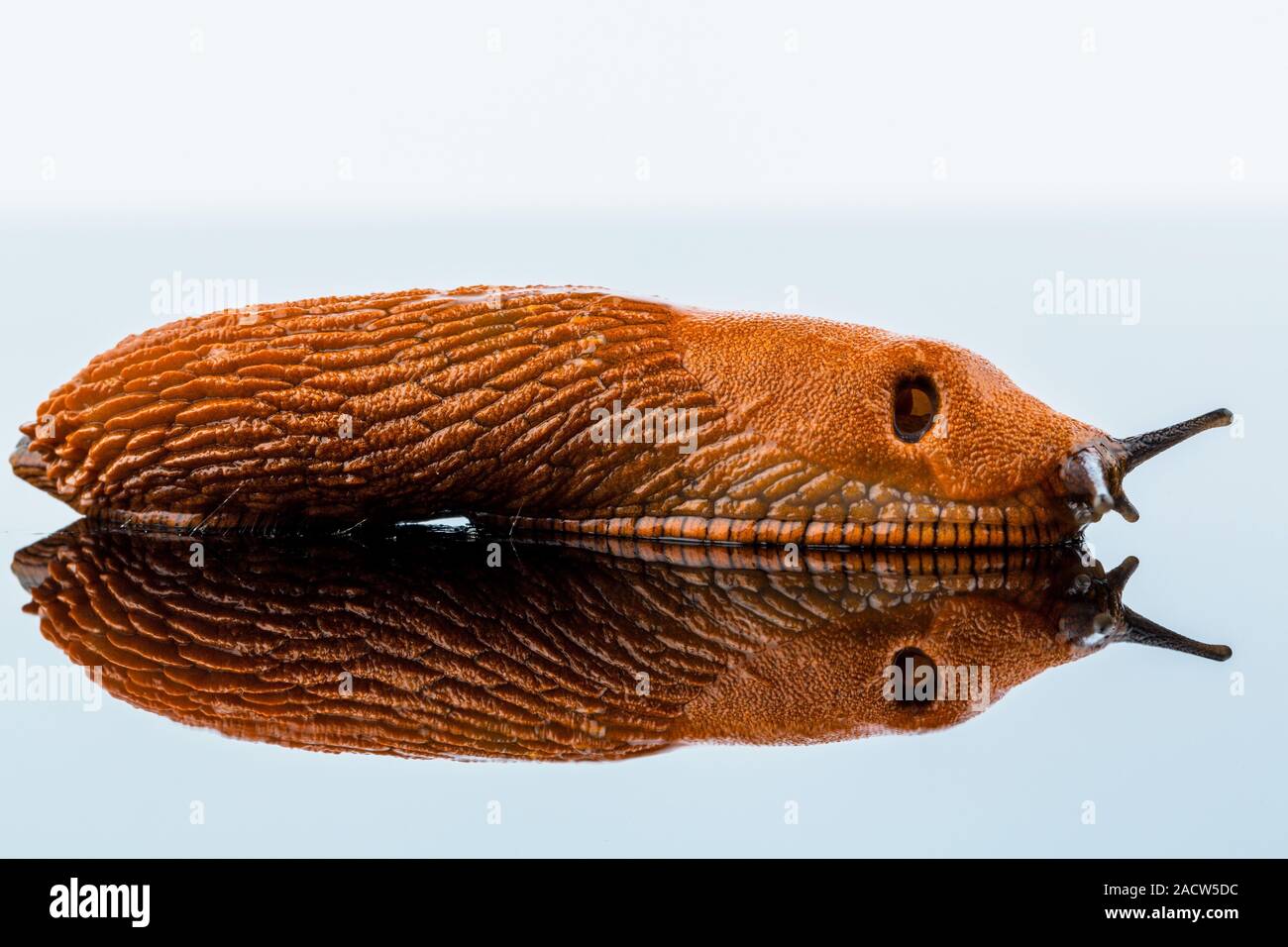 White Nudibranch High Resolution Stock Photography and Images - Alamy