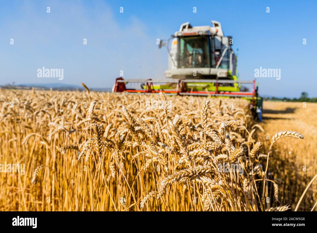 Grain field with wheat during harvesting Stock Photo - Alamy