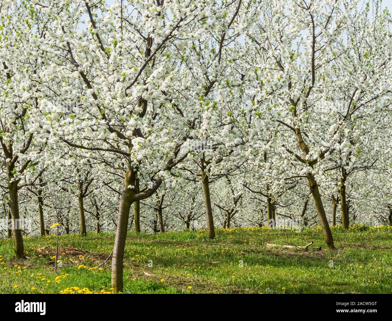Flowering fruit trees in spring Stock Photo - Alamy