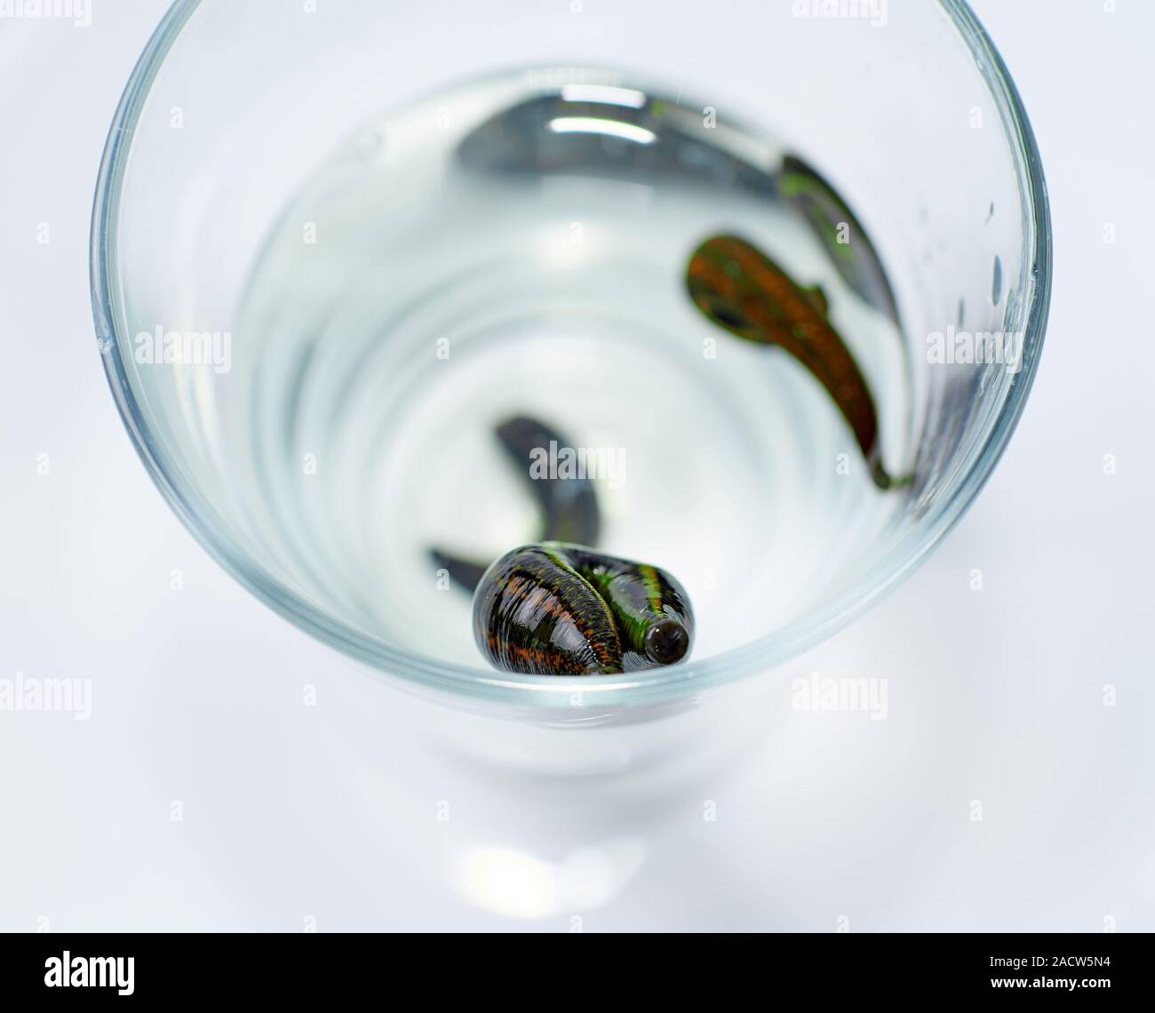 Hirudotherapy. Medical leeches in water before therapy Stock Photo - Alamy