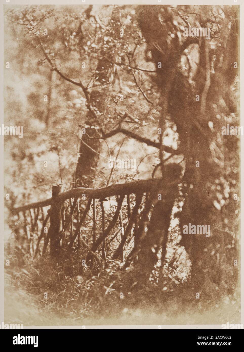 Photograph of a tree. A calotype image from an album of Scottish images ...