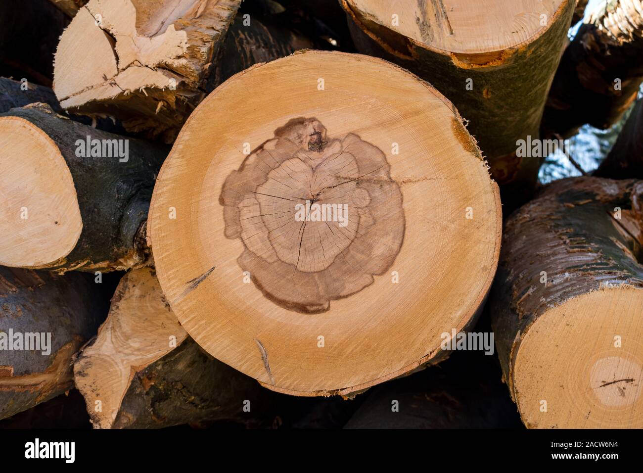 Trunks cut to size Stock Photo - Alamy