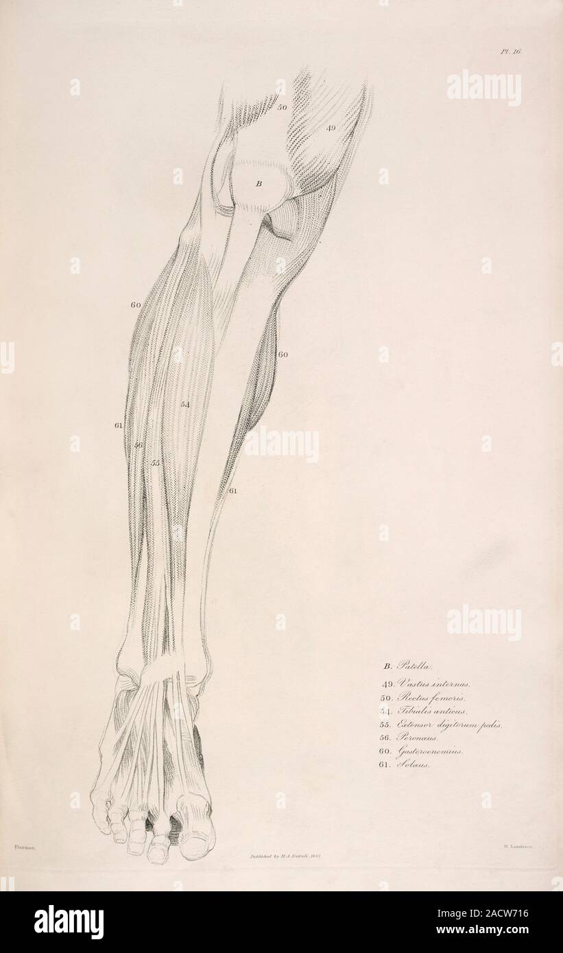 An anatomical drawing of a leg showing the bones and muscles Stock ...