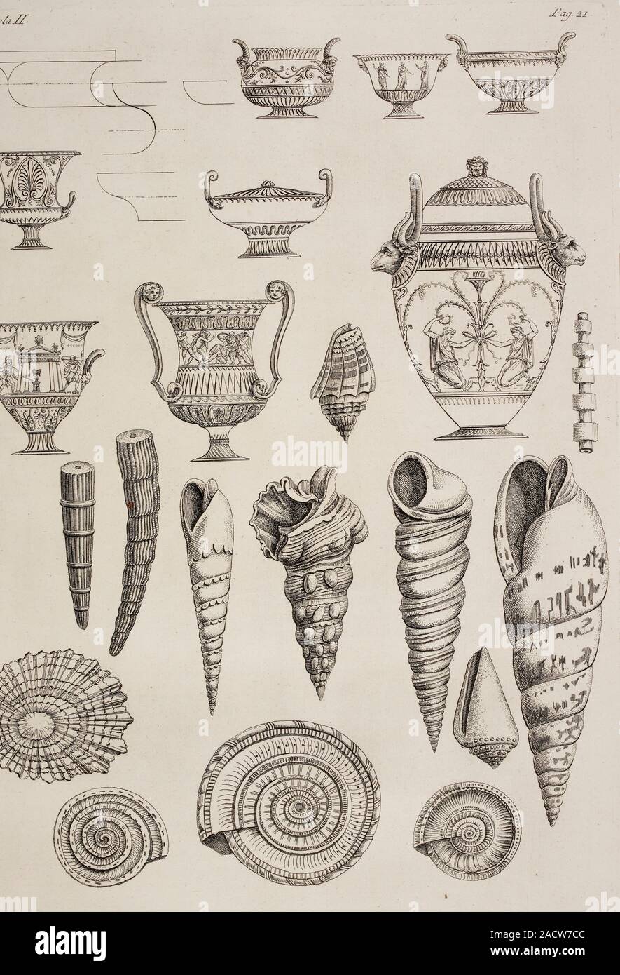 Illustration of ancient vessels and shells. Urns, Manmade decorative ...