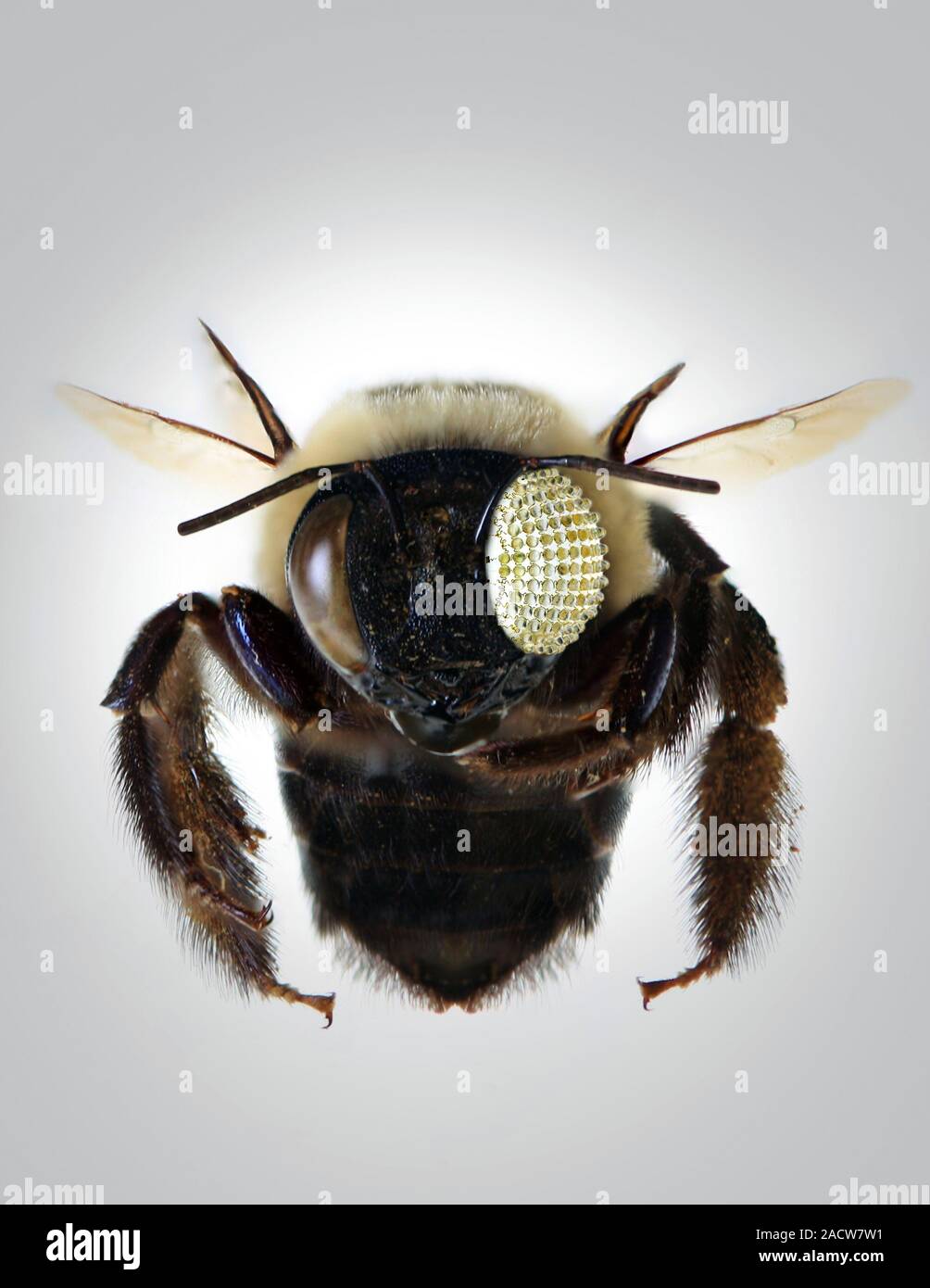 Bee with electronic compound-eye, conceptual image. The electronic eye ...