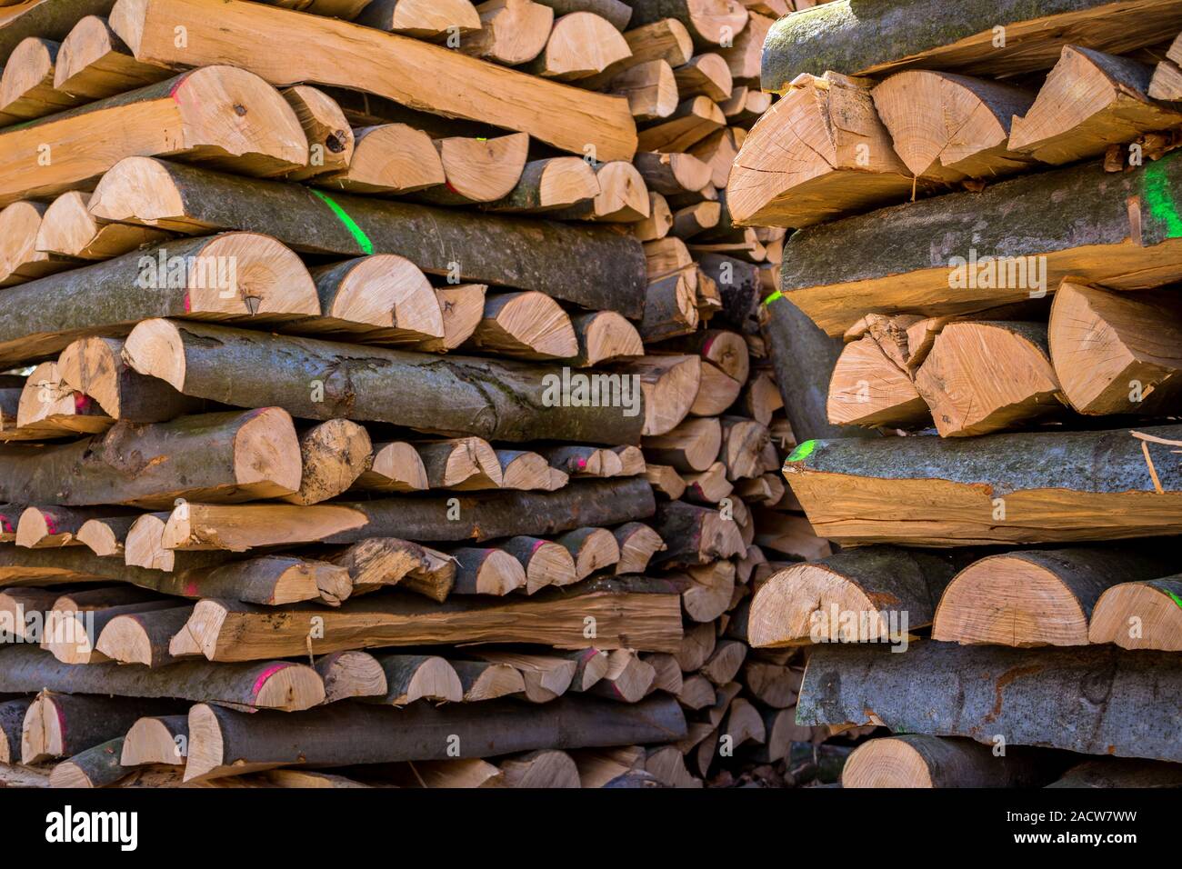 Trunks cut to size Stock Photo - Alamy