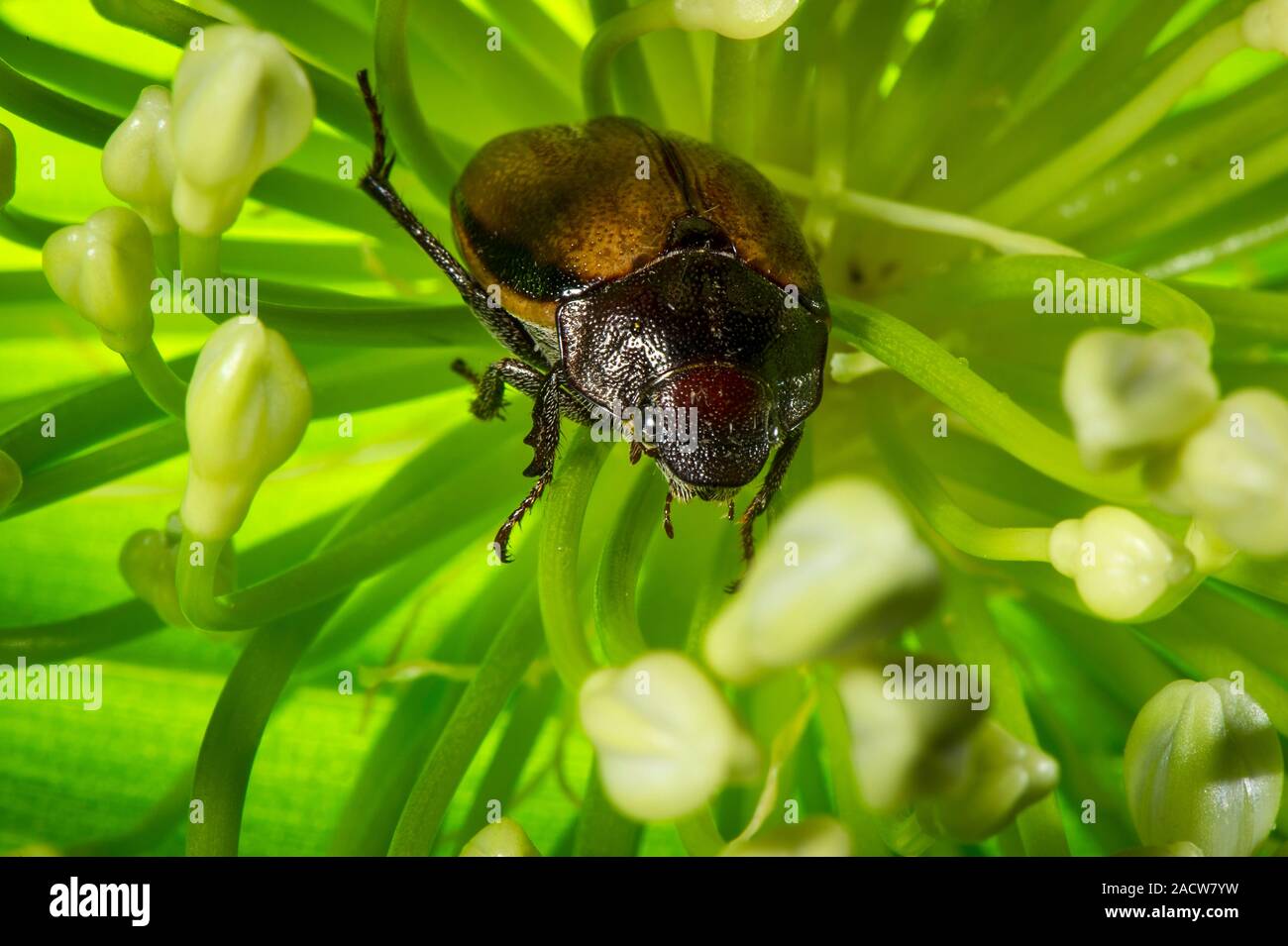 Scarab beetle (family Melolonthidae) on a flower Stock Photo - Alamy