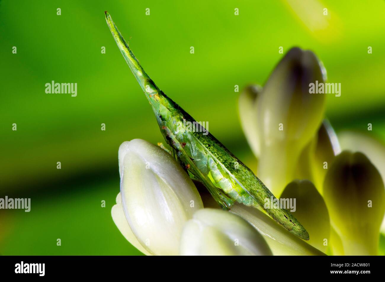 Lanternfly on a flower. Lanternflies (family Fulgoridae) are a large ...