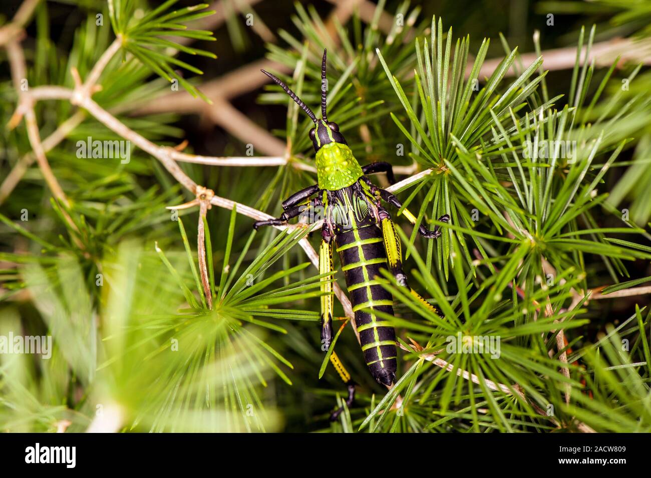 Locust (order Orthoptera) in a bush Stock Photo - Alamy