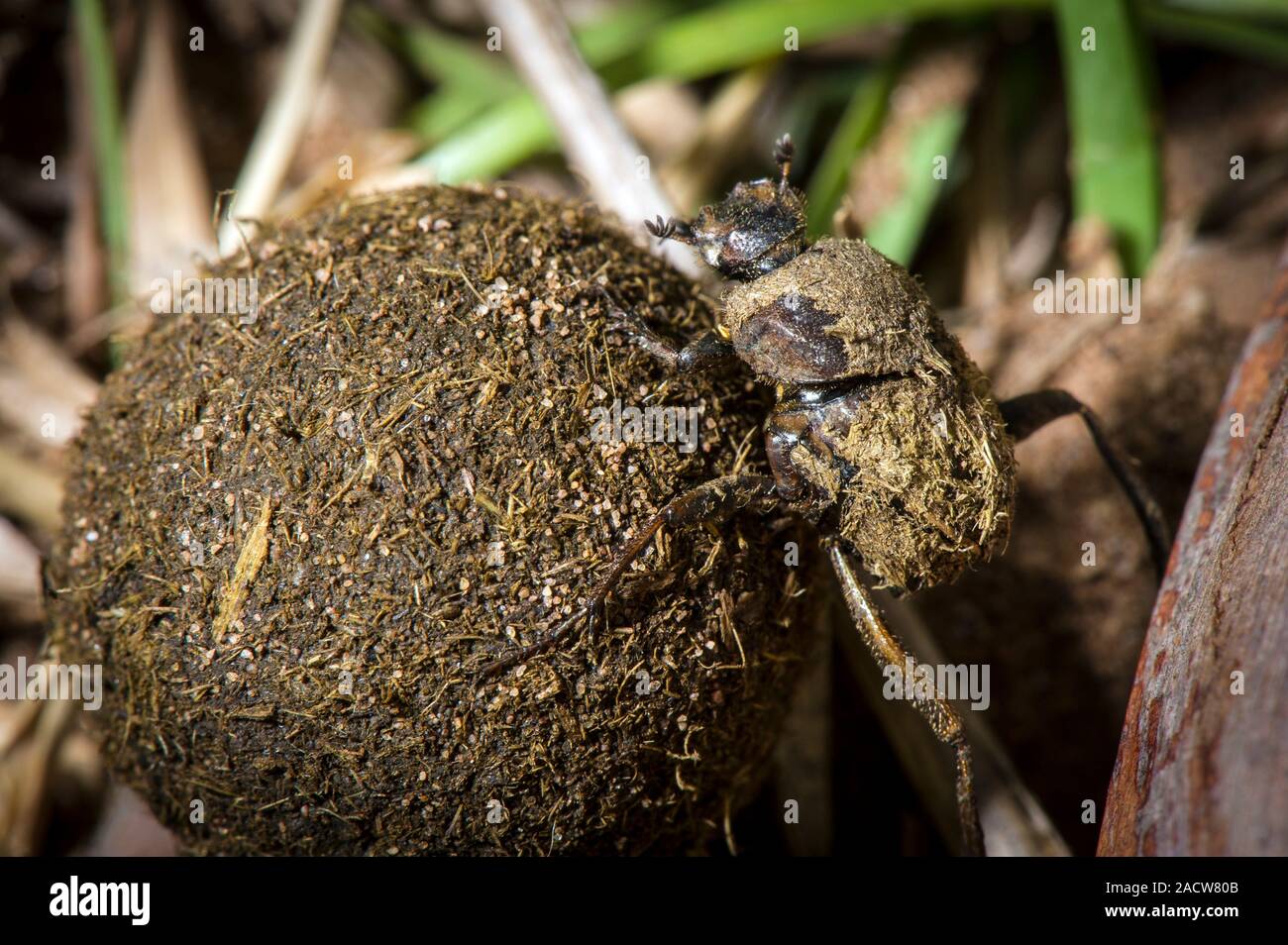 Dung beetle. Dung beetle (Neosisyphus spinipes) rolling a ball of dung ...