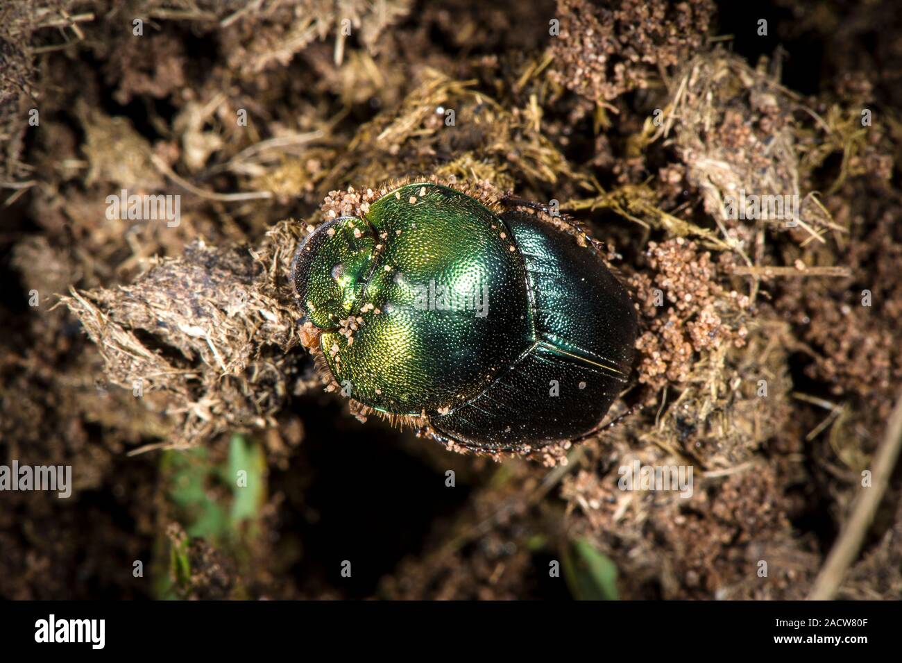 Dung beetle. Dung beetle (Neosisyphus spinipes) on a ball of dung Stock ...