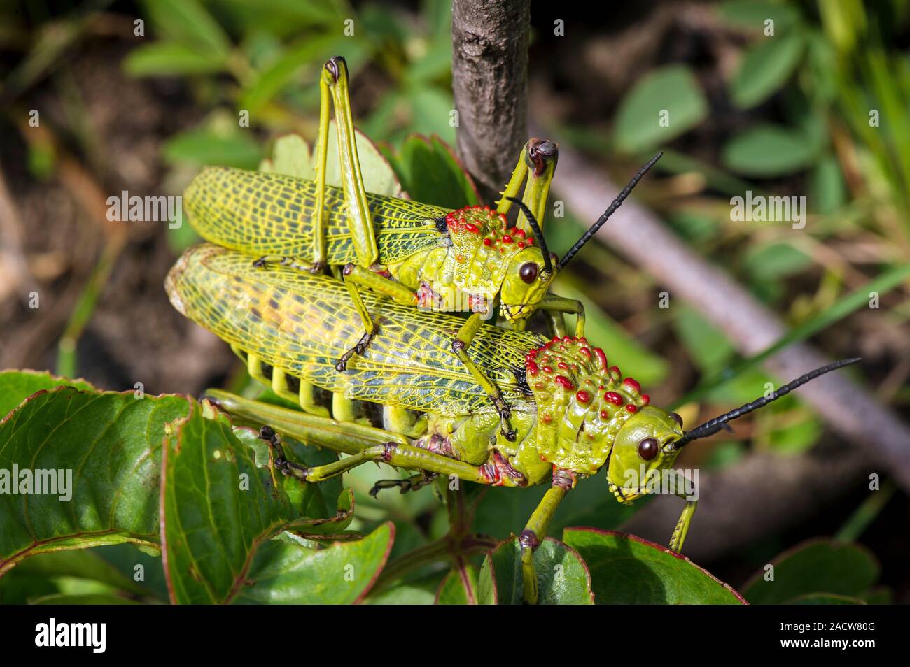 Locusts (order Orthoptera) mating Stock Photo - Alamy