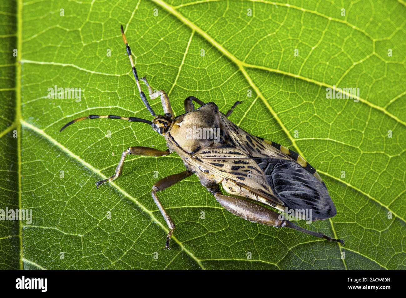Leaf-footed bug (family Coreidae) on a leaf. This family of insects is ...