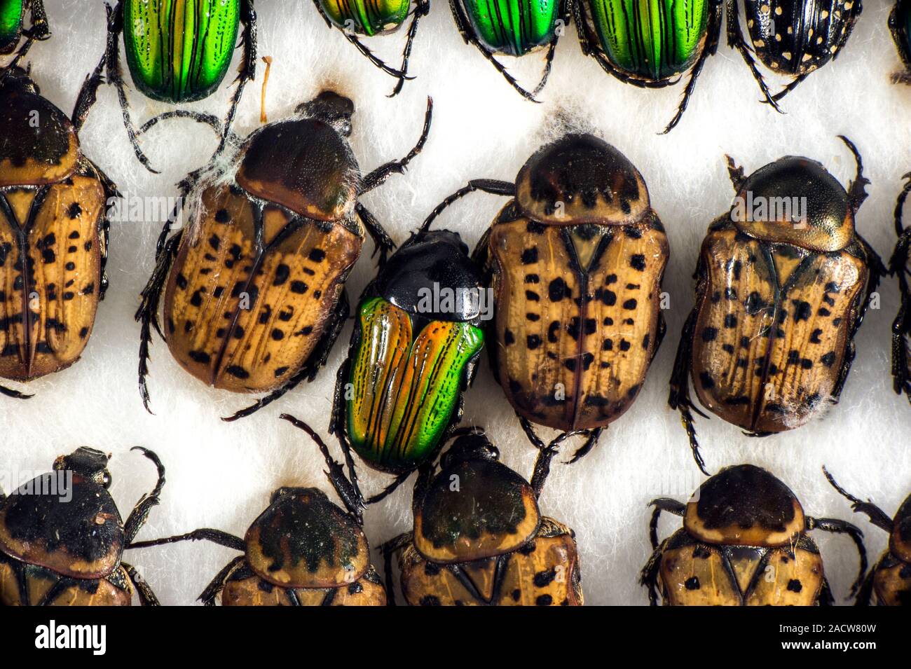 Flower chafer beetles. Flower chafer (subfamily Cetoniidae) scarab ...