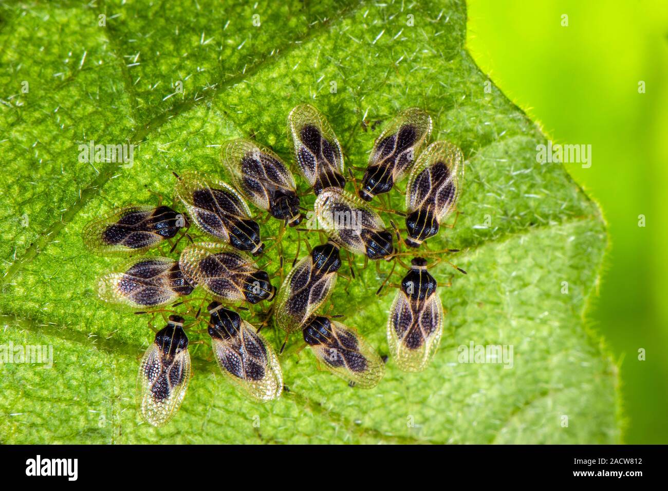 Lace bugs. Group of Dictyla sp. lace bugs (family Tingidae) on a leaf ...