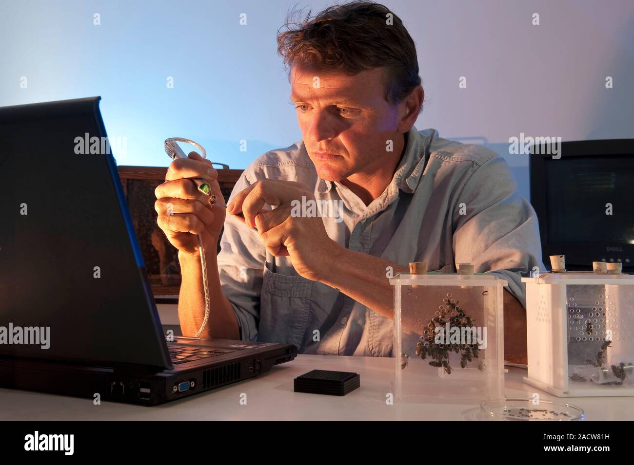 Honey bee pesticide research. Researcher scanning a radio frequency ...