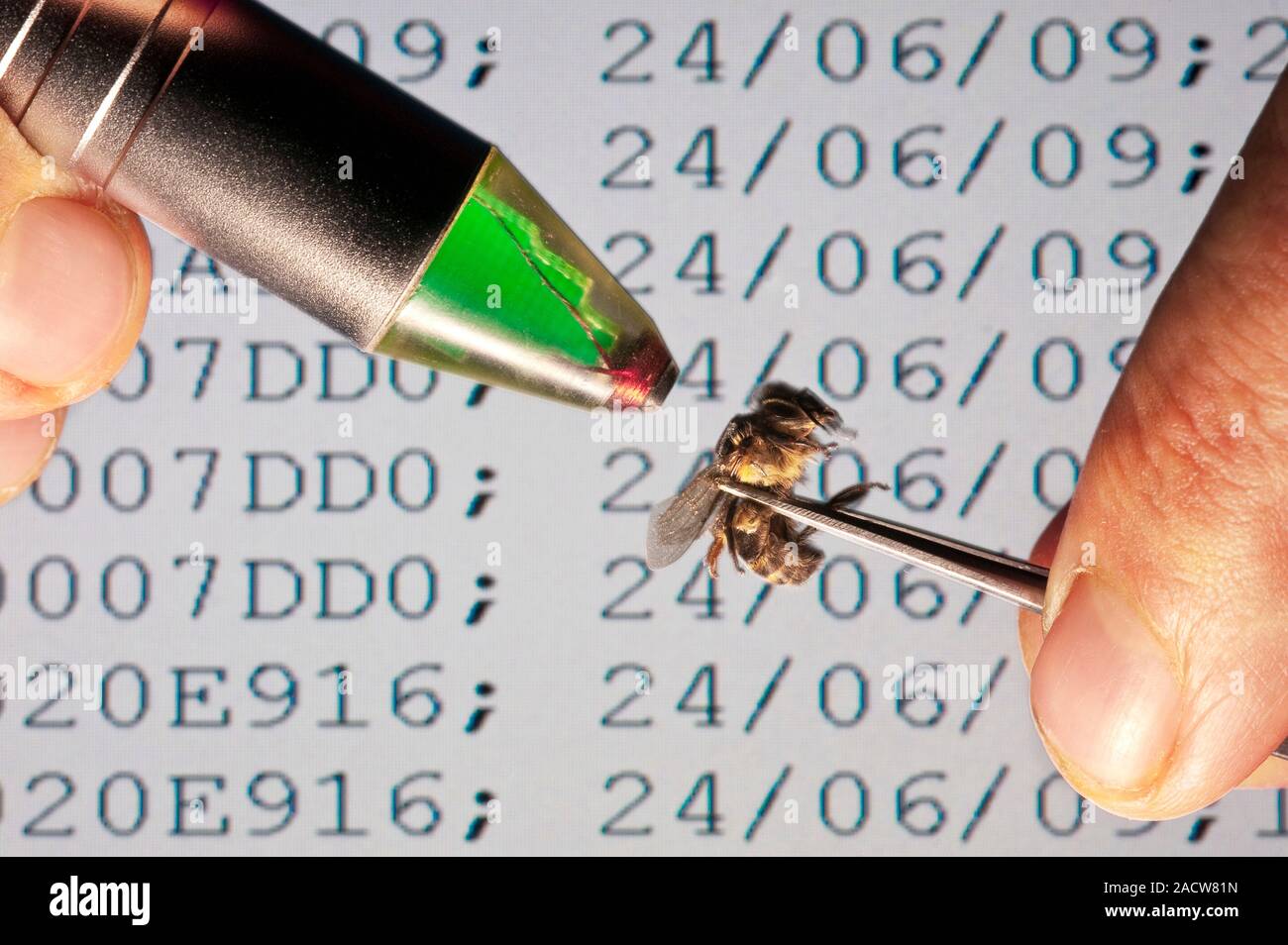 Honey bee pesticide research. Researcher scanning a radio frequency ...