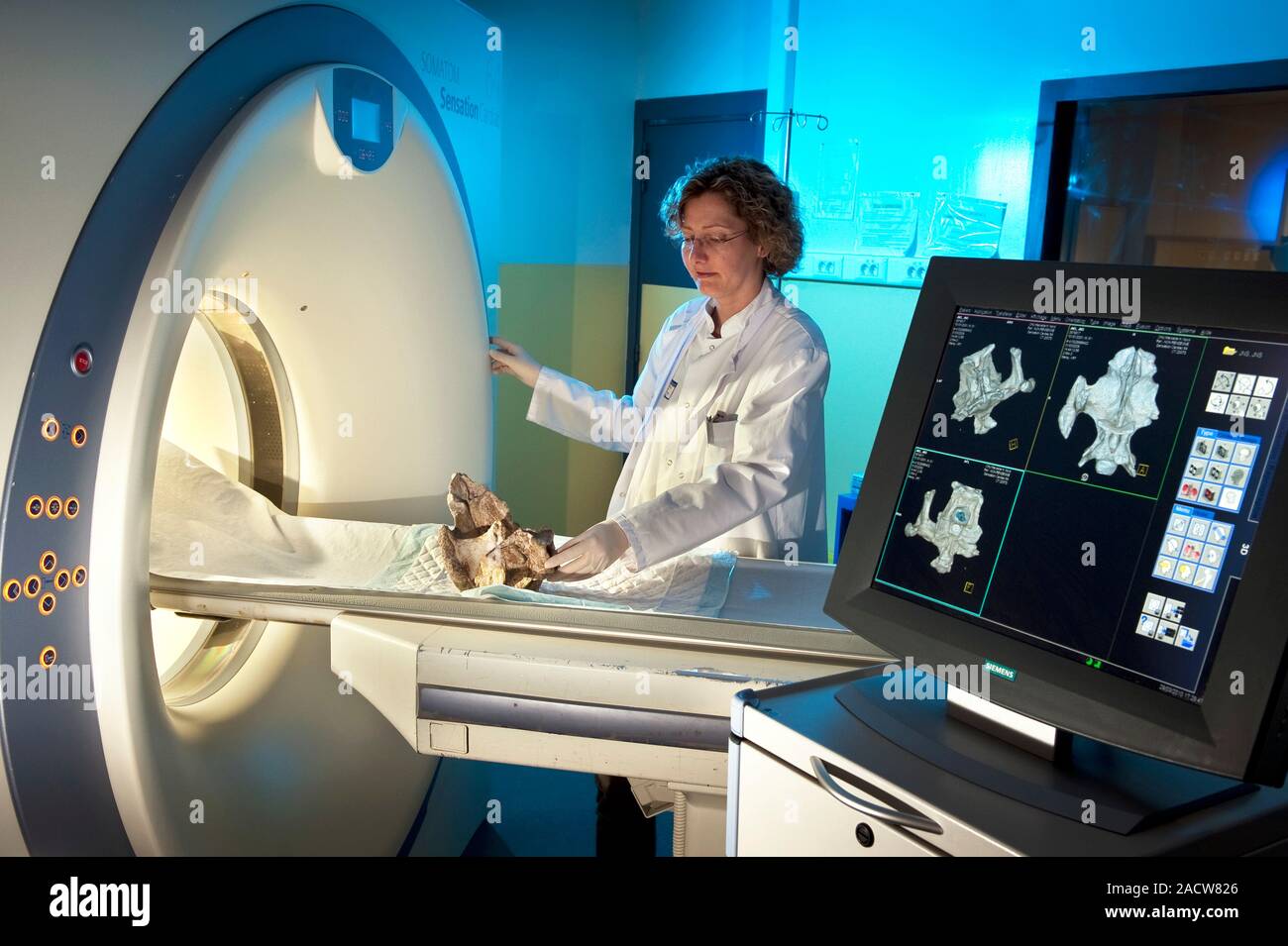 Dinosaur fossil MRI scanning. Palaeontologist using an MRI (magnetic ...