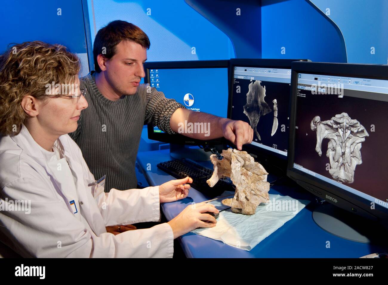 Dinosaur fossil MRI scanning. Palaeontologists comparing MRI (magnetic ...