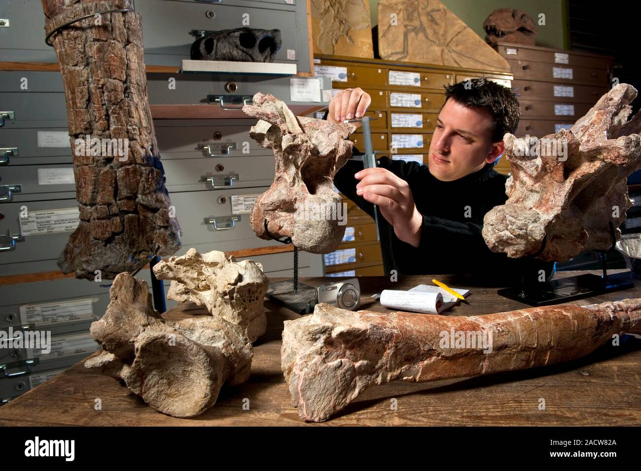 Dinosaur fossil research. Palaeontologist studying the fossilised bones ...