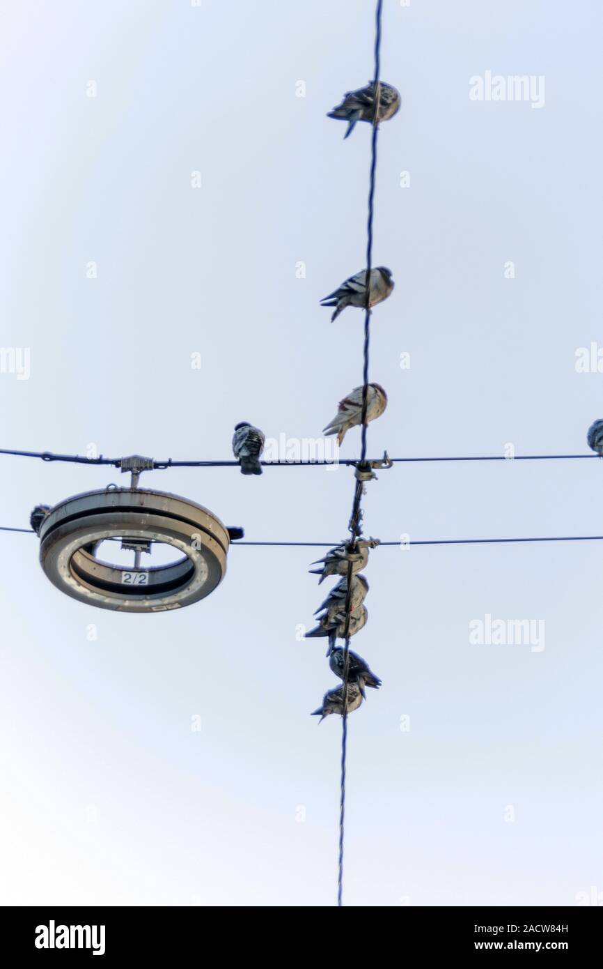 Birds on power line Stock Photo - Alamy