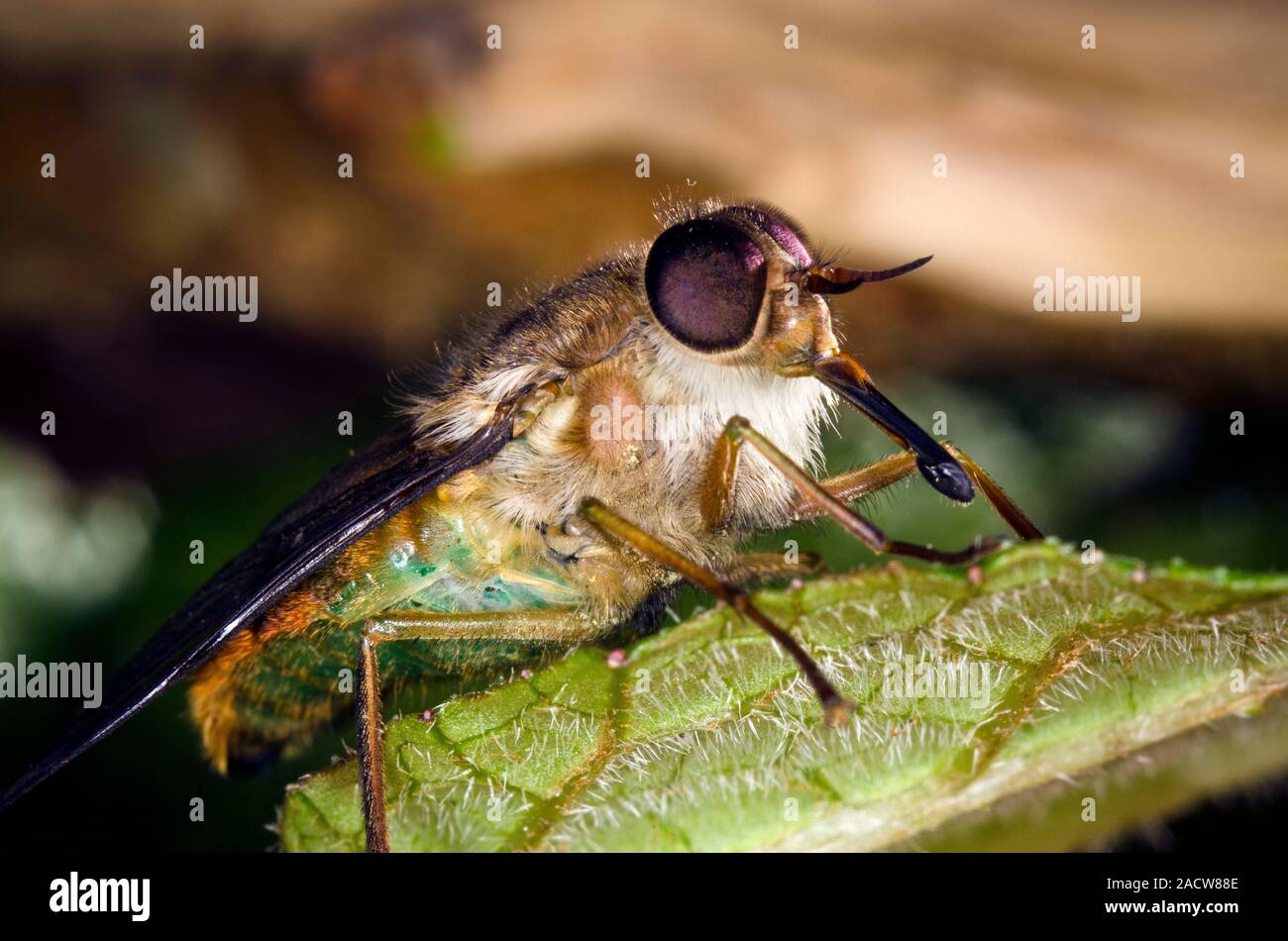 Horsefly. Close-up of a horsefly (family Tabanidae) on a leaf, showing ...