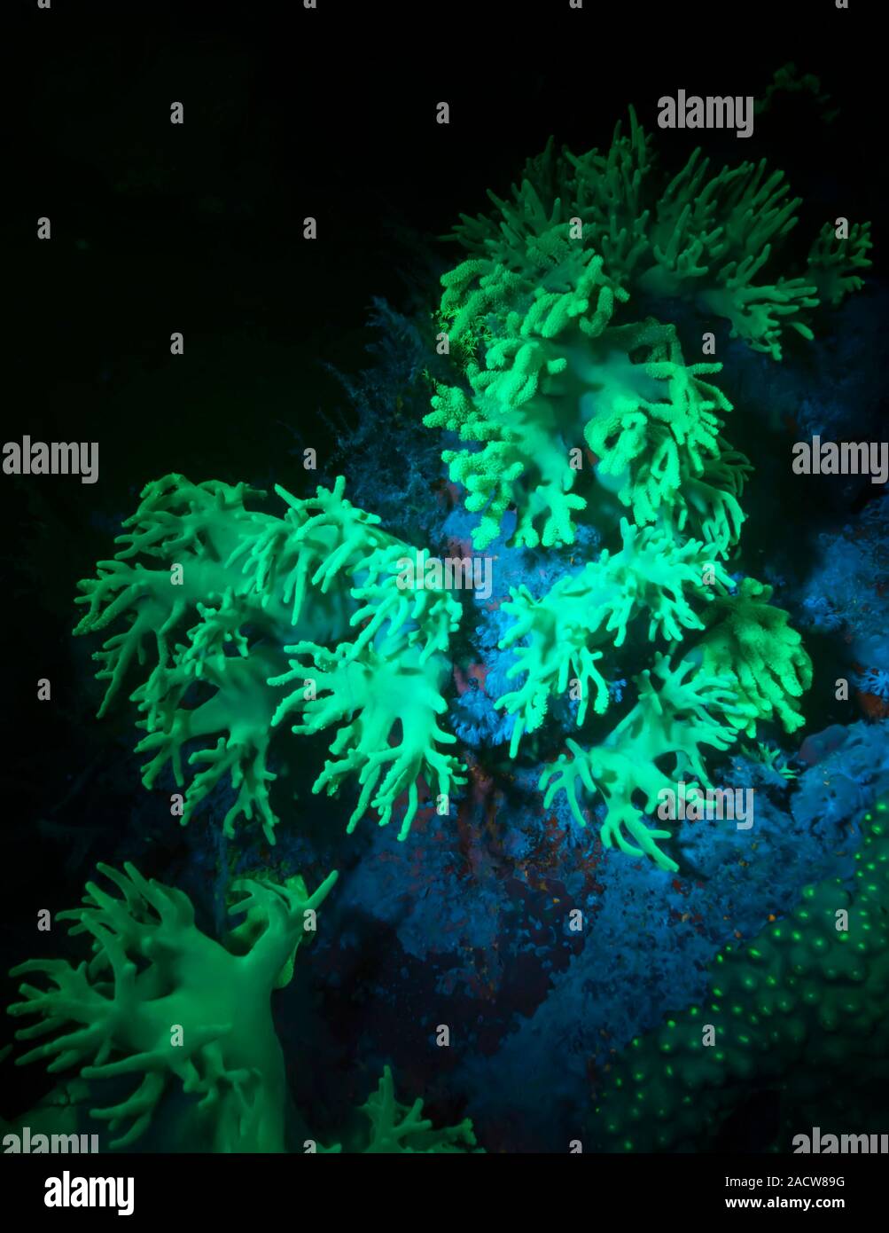 Coral (Sinularia sp.) fluorescing in the dark. Coral emit a fluorescent ...
