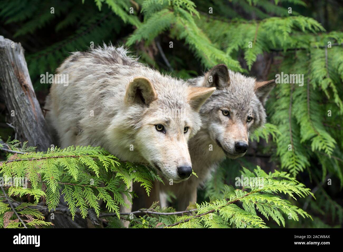 Grey wolves (Canis lupis). Photographed in Canada Stock Photo - Alamy
