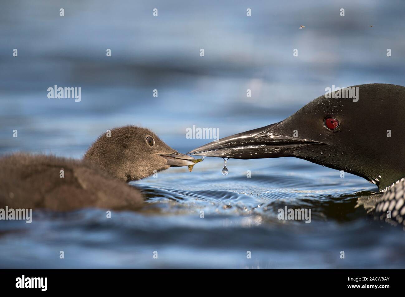Common loon (Gavia immer) feeding chick. Common loons have between one ...