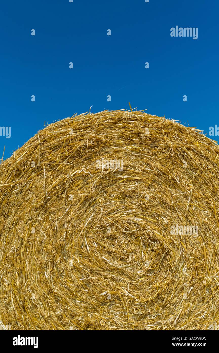 Grain bales from straw Stock Photo - Alamy