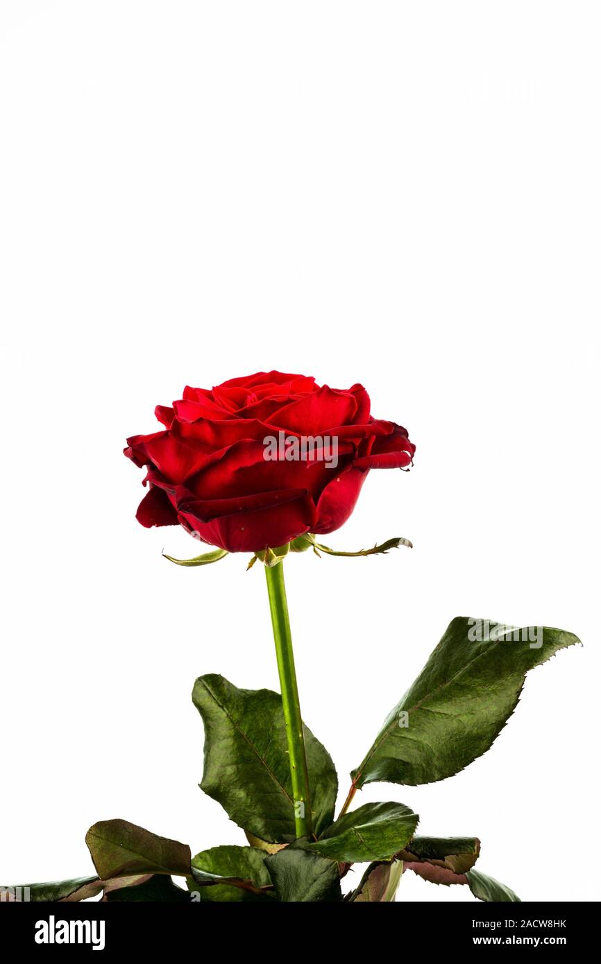 Red Rose. Signs of love Stock Photo - Alamy