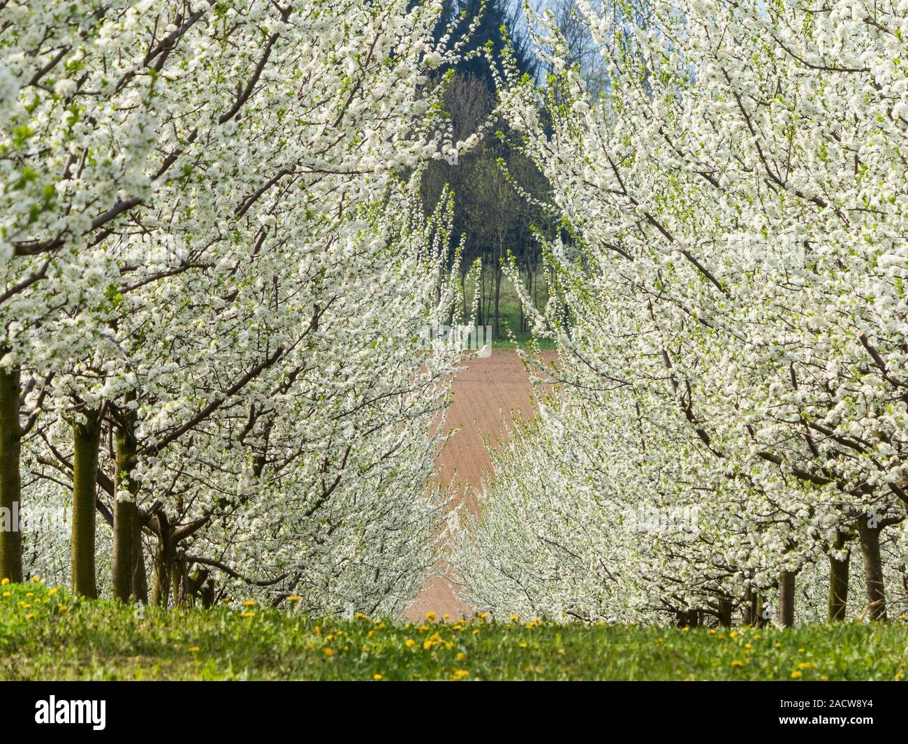 Flowering fruit trees in spring Stock Photo - Alamy