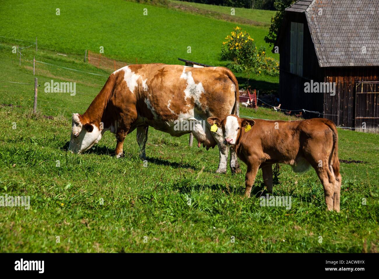 Dairy cows on the summer pasture Stock Photo - Alamy