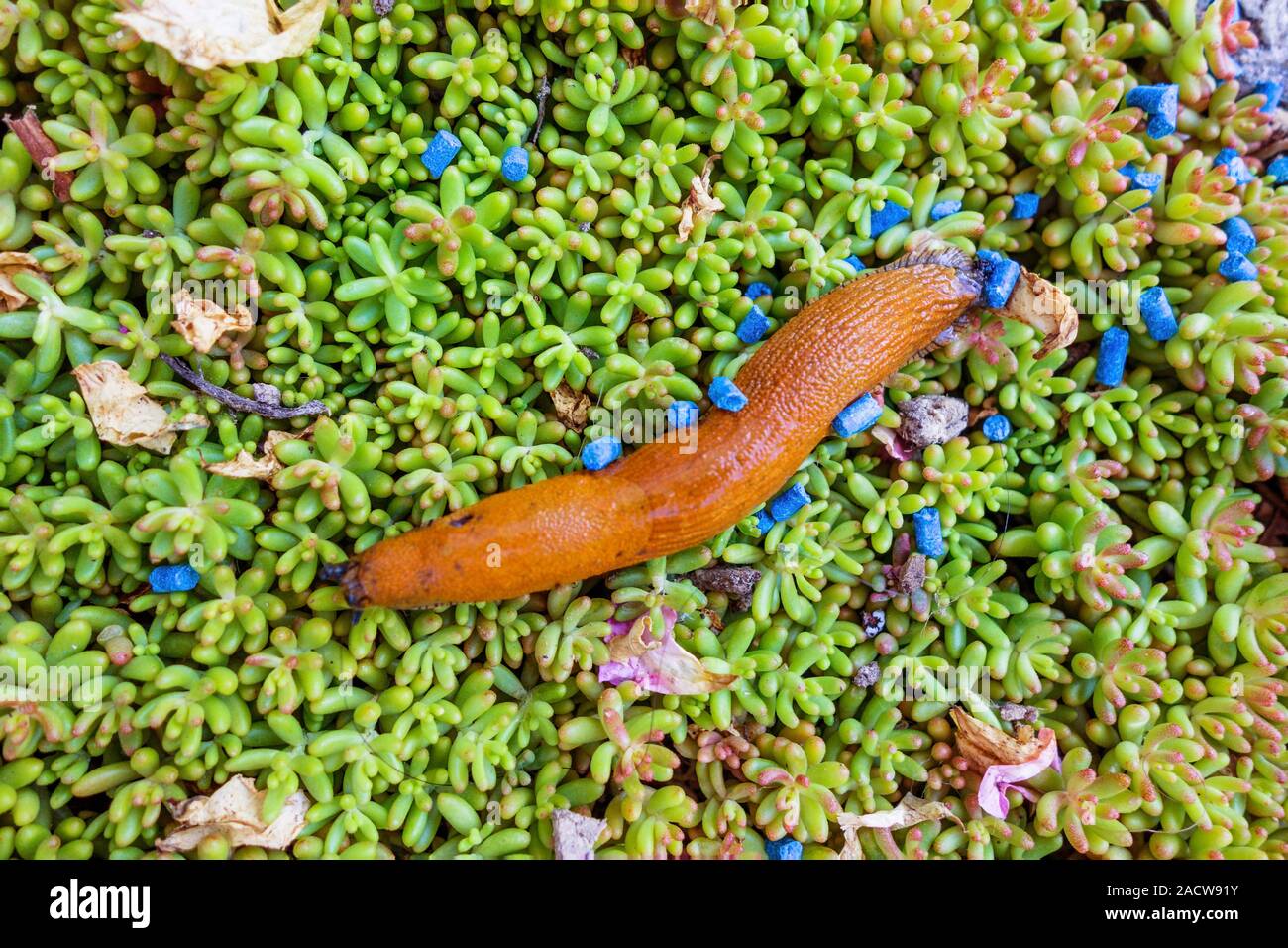 Slug with slug pellets Stock Photo - Alamy