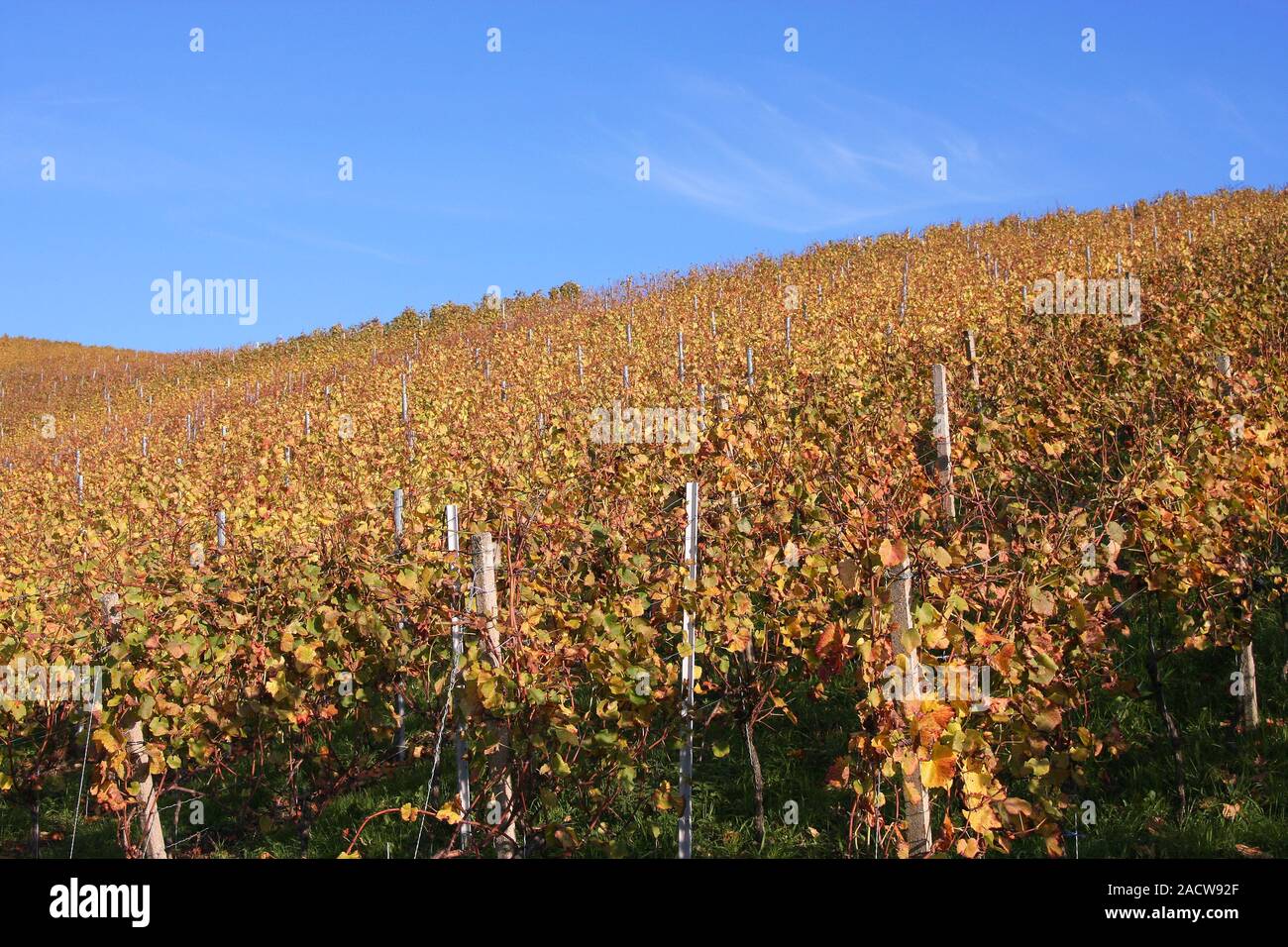 Autumn in the vineyard Stock Photo - Alamy