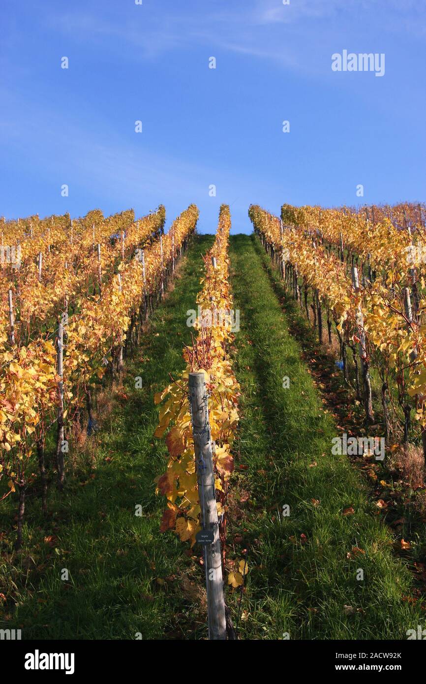 Autumn in the vineyard Stock Photo - Alamy