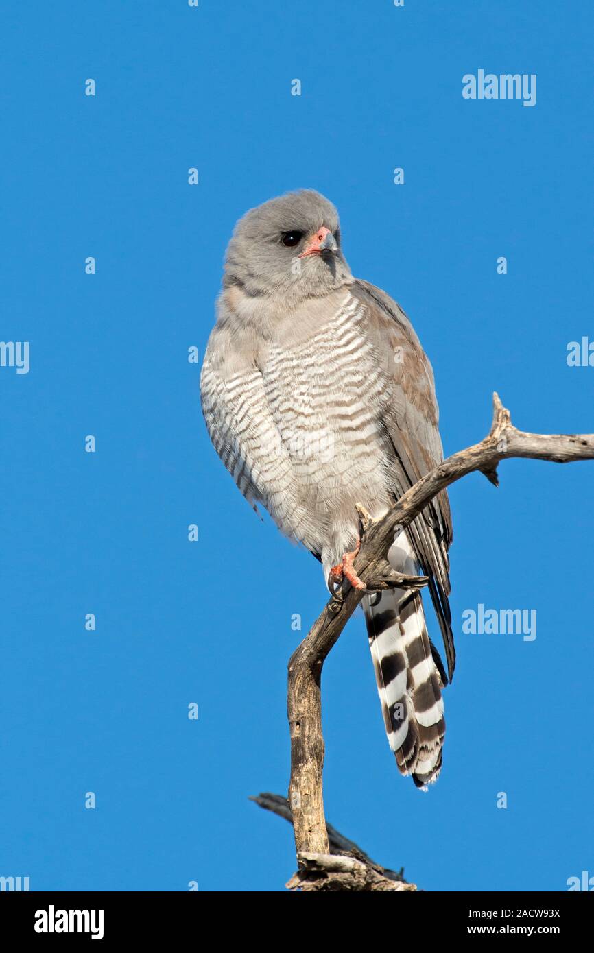 Gabar goshawk (Micronisus gabar) perched. This carnivorous bird of prey ...