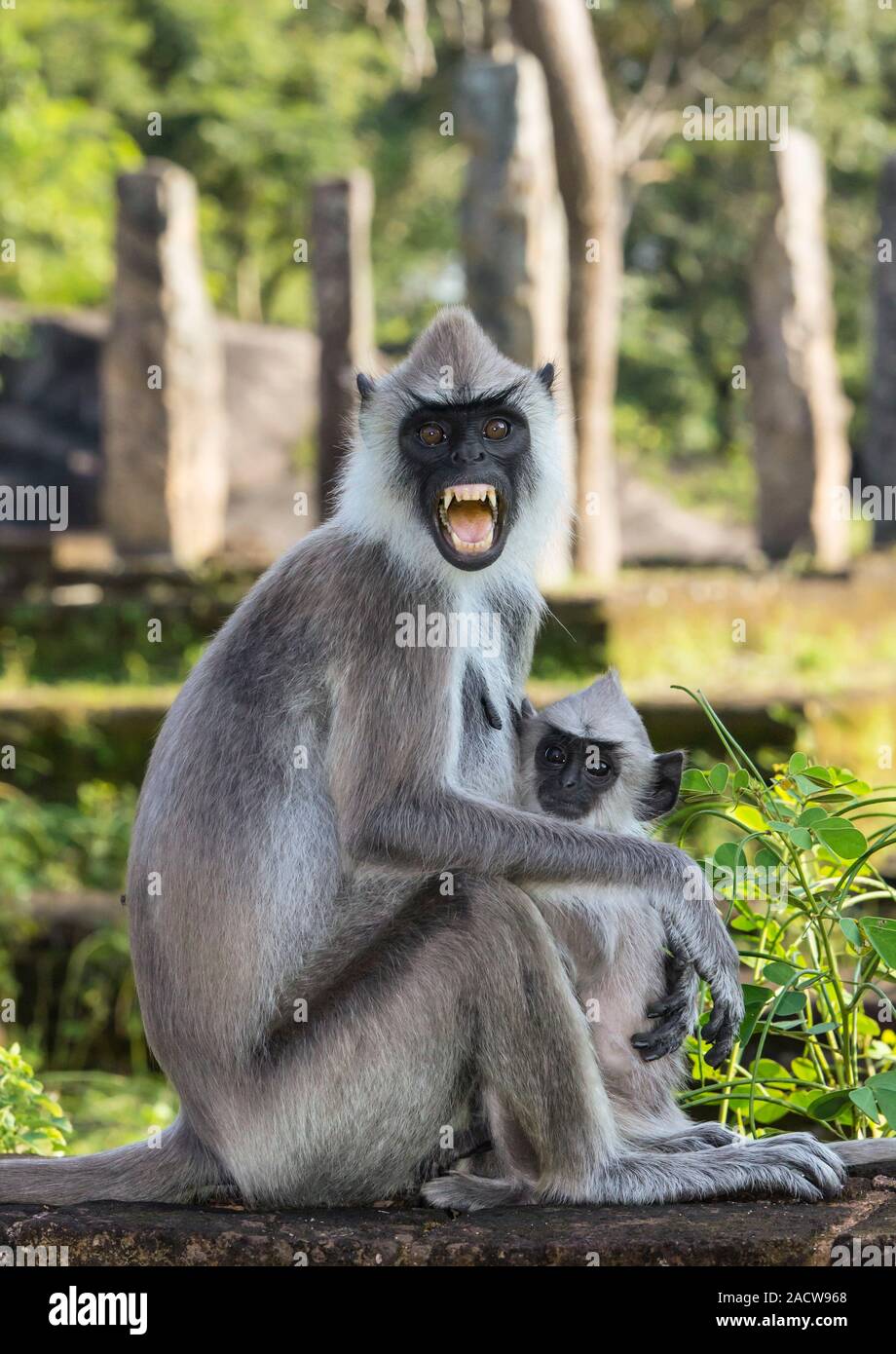 Female tufted grey langur (Semnopithecus priam) with baby. This facial ...