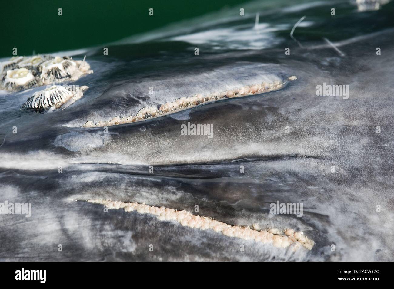 Grey whale (Eschrichtius robustus) blowhole, close-up. Lice and ...
