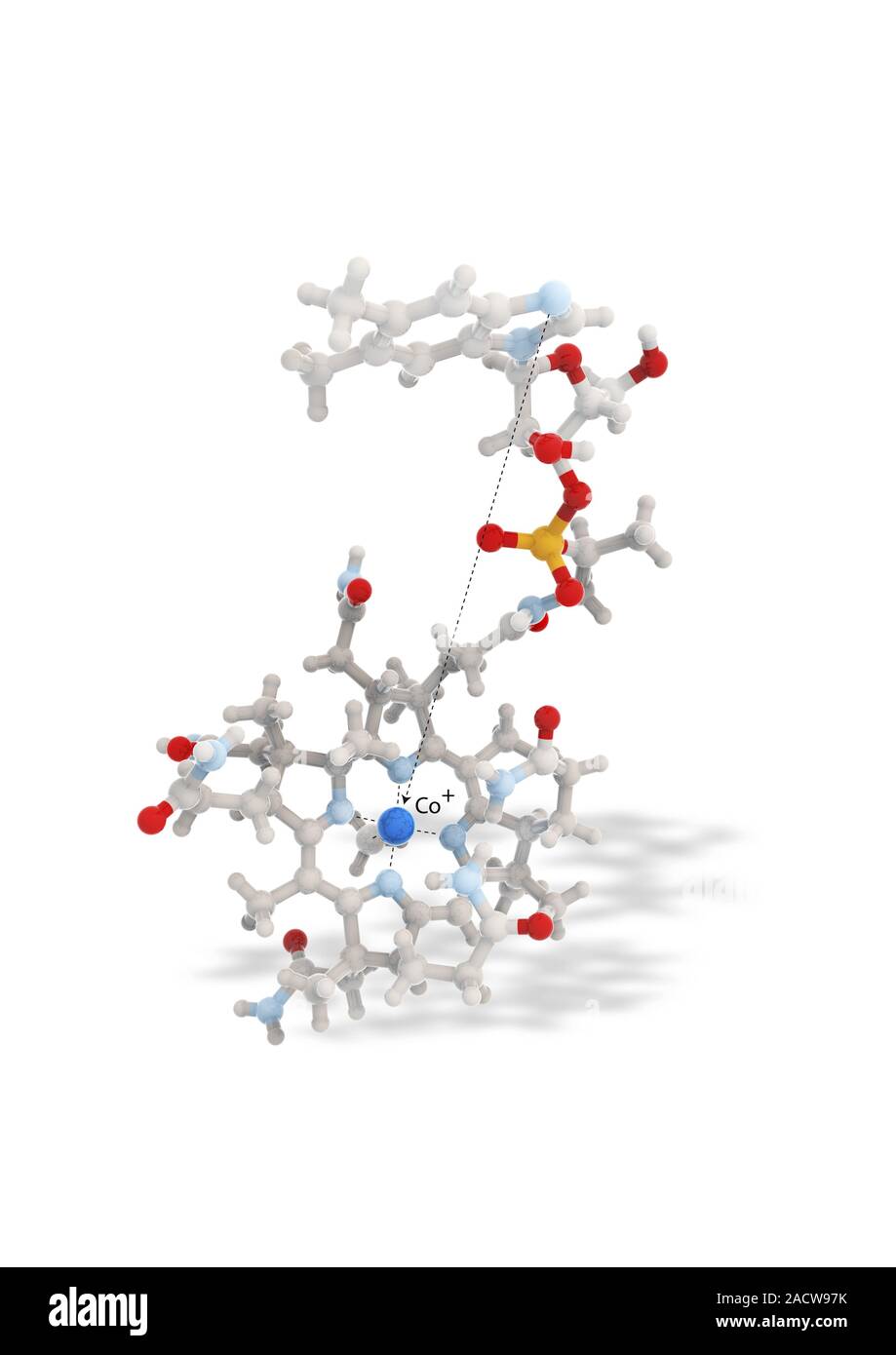 Methylcobalamin Molecular Model Of The Enzyme Cofactor And Vitamin