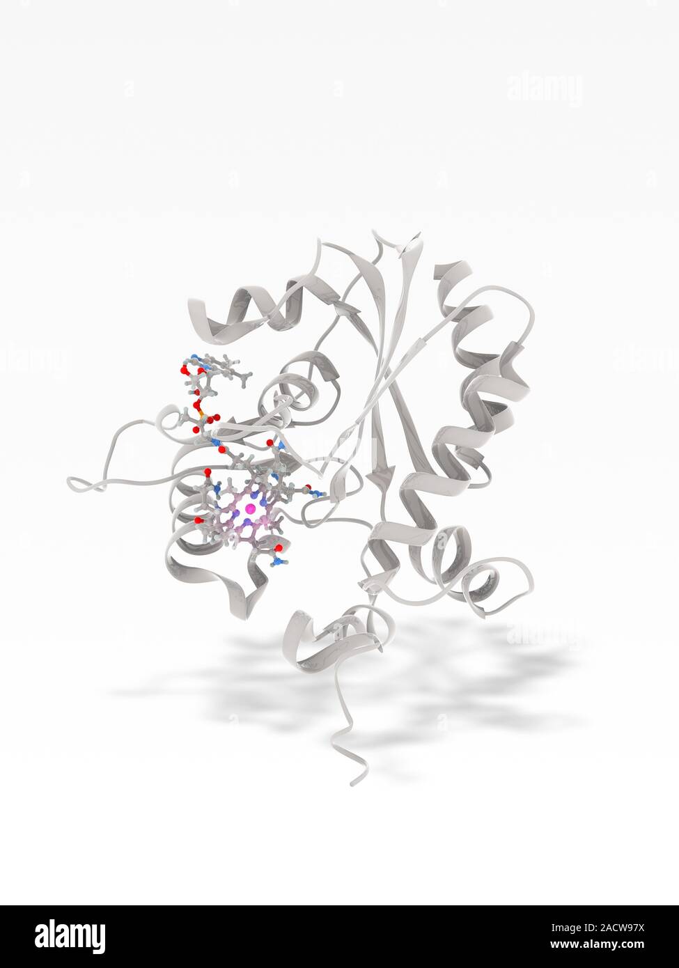 Vitamin B12 and CblC enzyme. Molecular model of a form of the enzyme ...