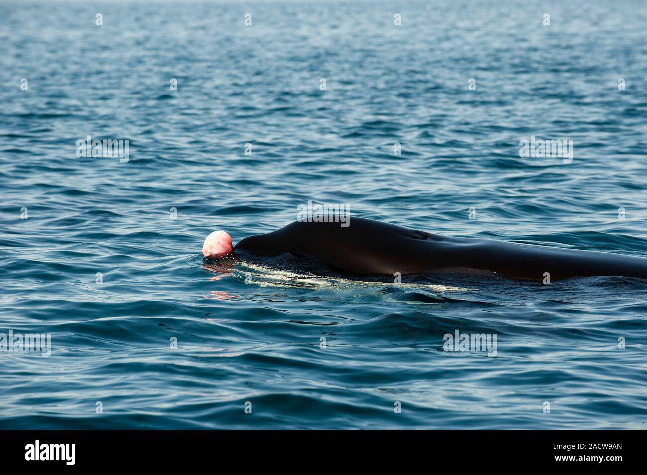 Killer whale (Orcinus orca) playing with an internal organ from a ...