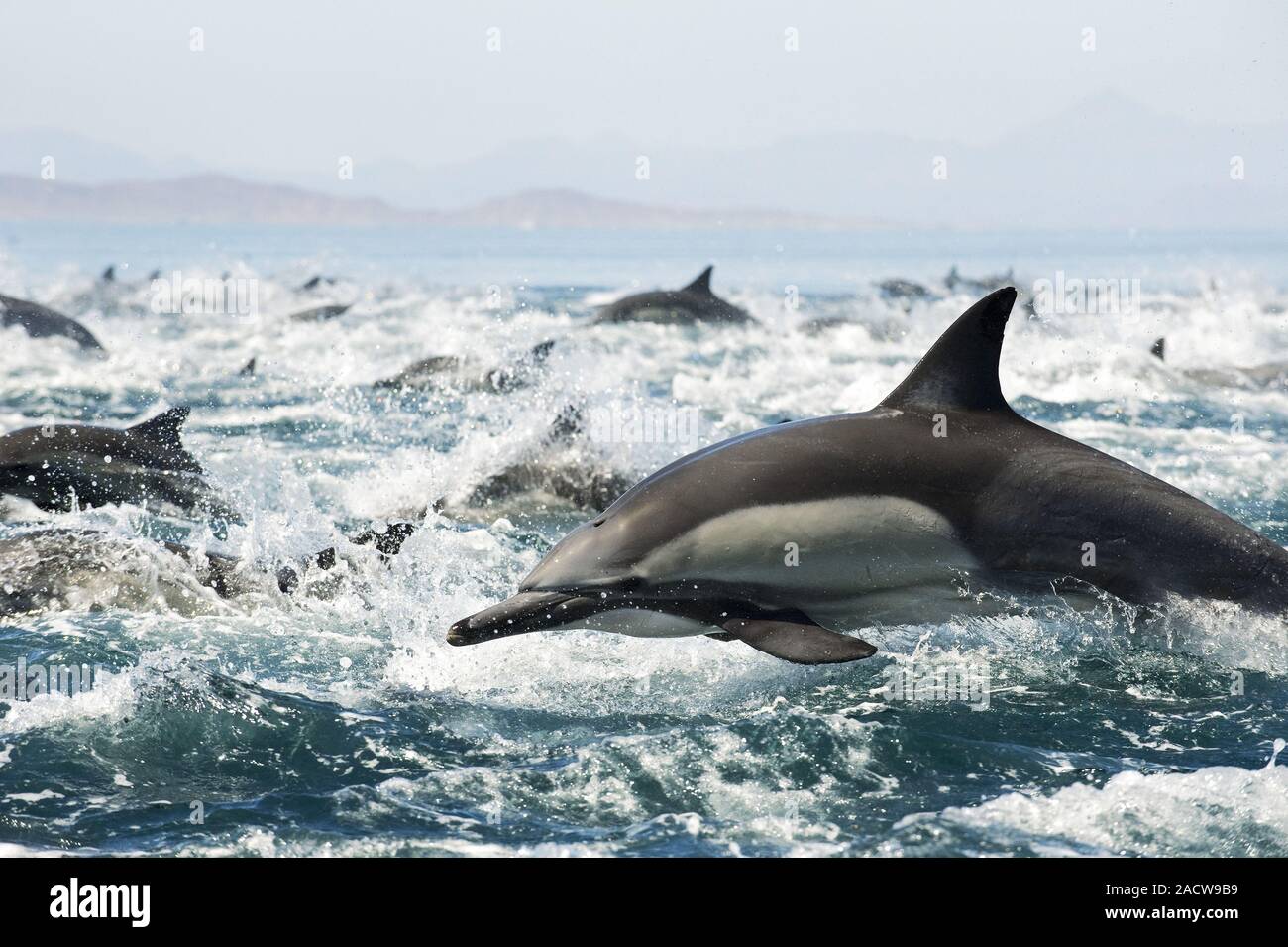 Common dolphins (Delphinus delphis) fleeing an attack from killer ...