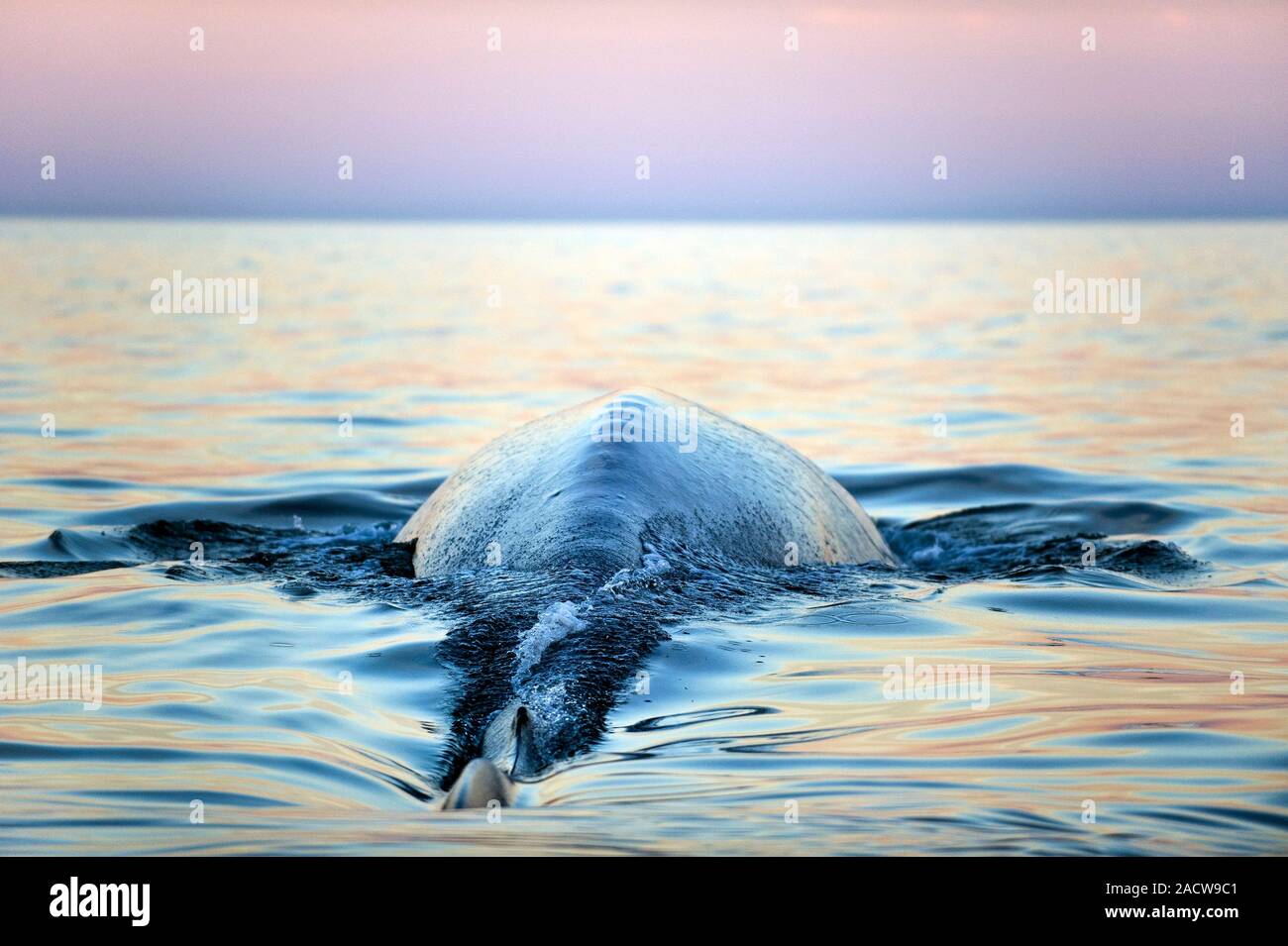 Blue whale (Balaenoptera musculus). Back of a blue whale breaking the ...