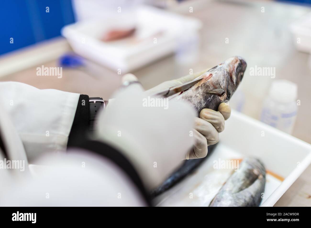 Fish to be tested in the laboratory, scissors Stock Photo - Alamy
