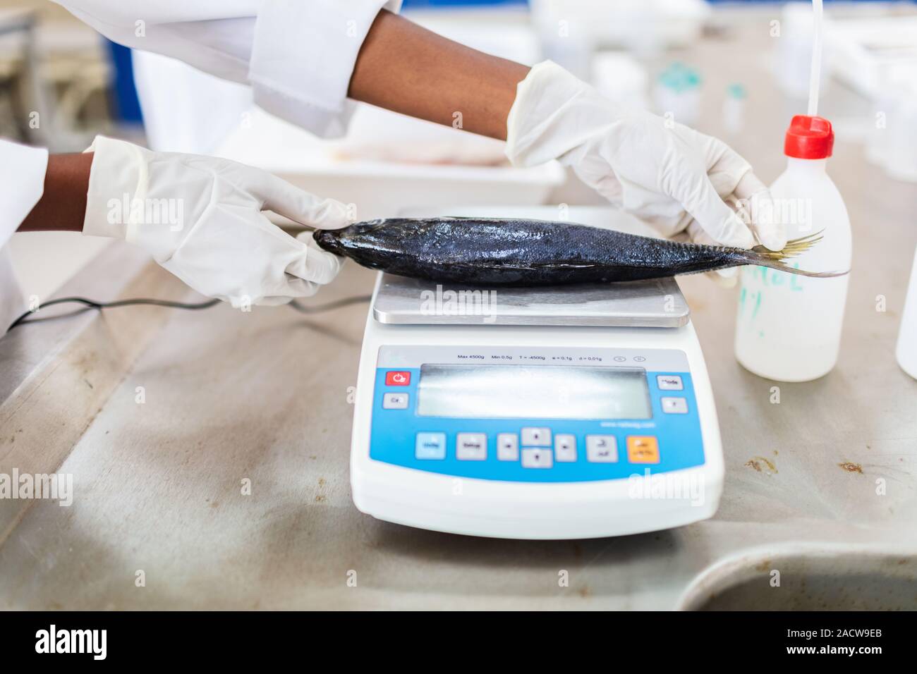 Fish to be weighed in laboratory, scale and scientist hands Stock Photo ...