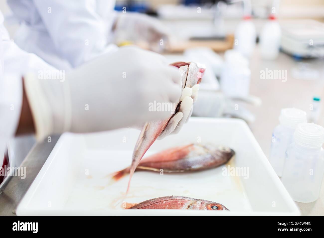 Fish to be tested in the laboratory, scissors Stock Photo - Alamy