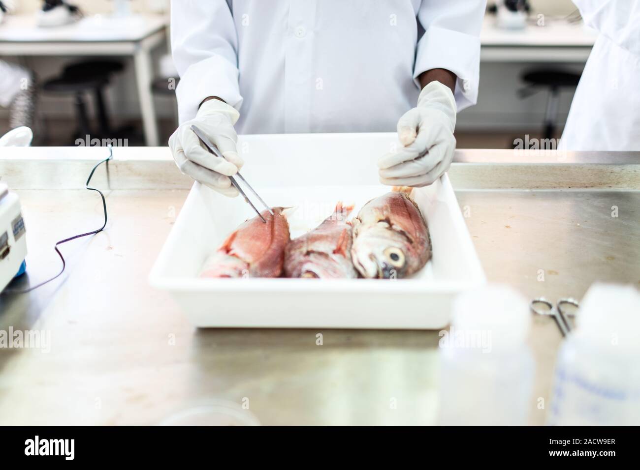 Fish interior to be tested in laboratory, quality test Stock Photo - Alamy
