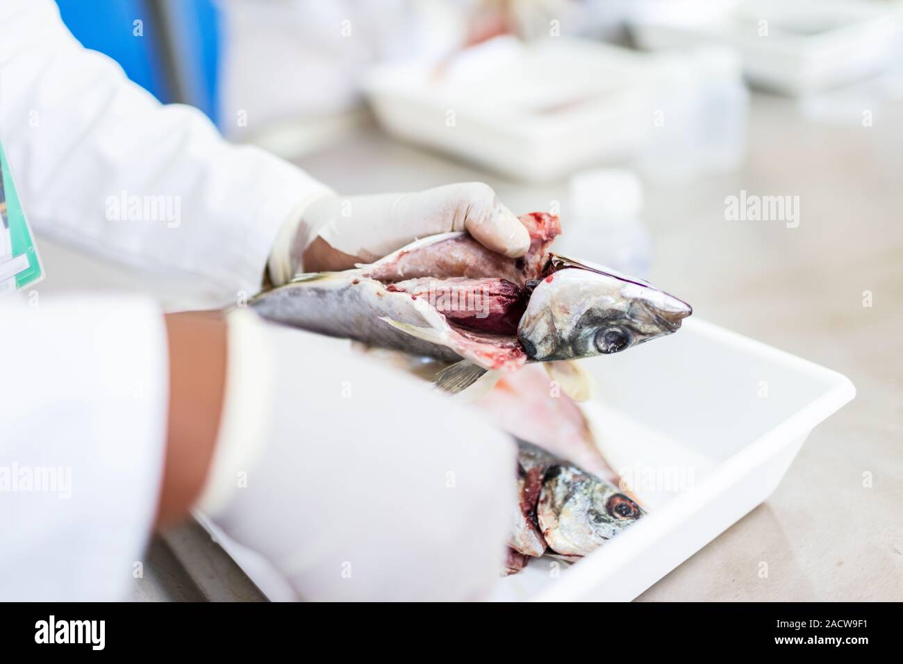 Fish to be tested in the laboratory, scissors Stock Photo - Alamy